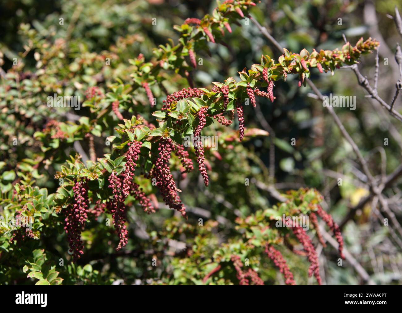 Coriaria ruscifolia subsp. microphylla, Coriariaceae. Irazu Volcano ...