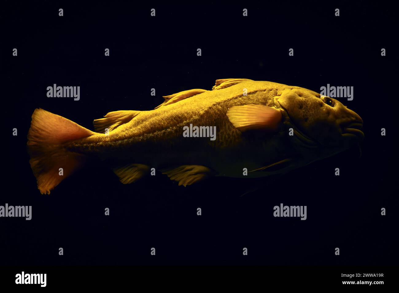 Atlantic cod underwater hi-res stock photography and images - Alamy