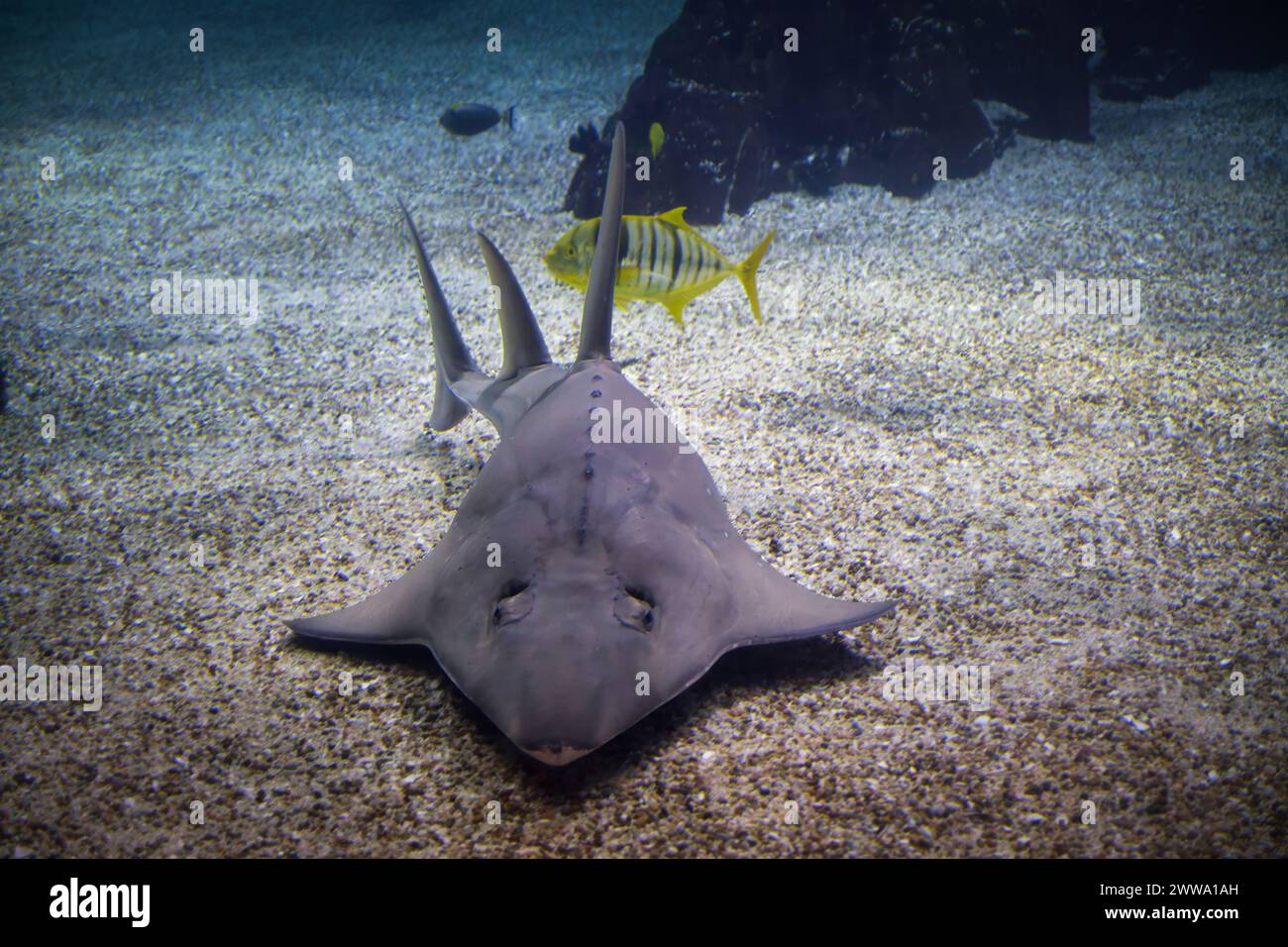 Common guitarfish in sea Stock Photo - Alamy