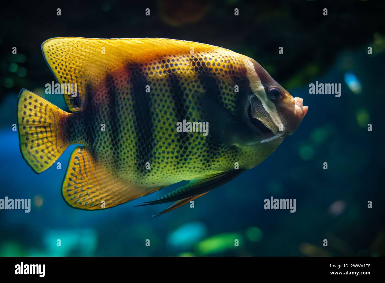 Sixbar sixbar hi-res stock photography and images - Alamy