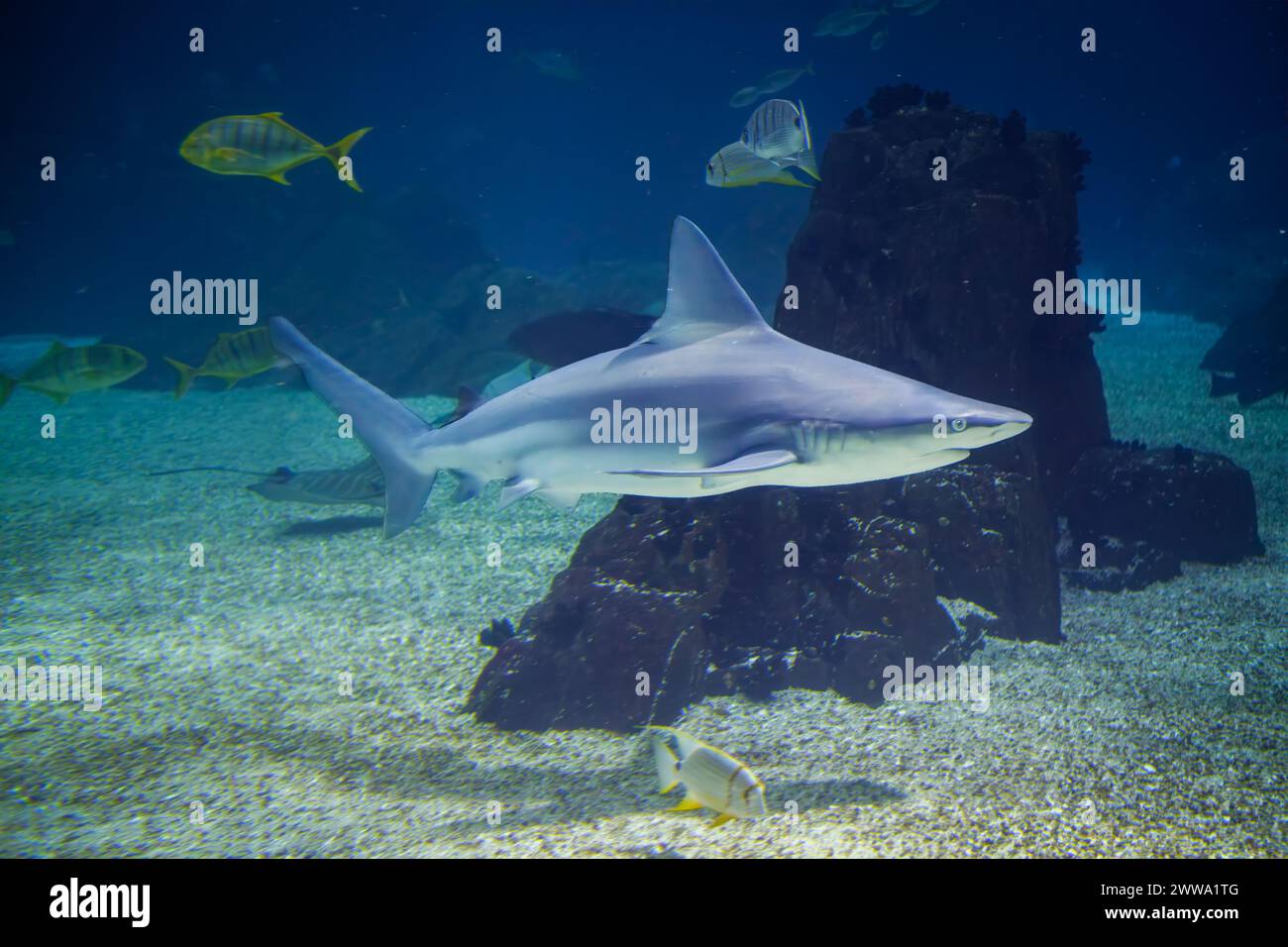 Underwater sandbar shark hi-res stock photography and images - Alamy