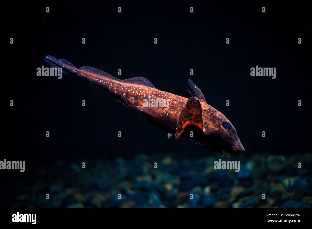 Spotted ratfish underwater in sea Stock Photo - Alamy