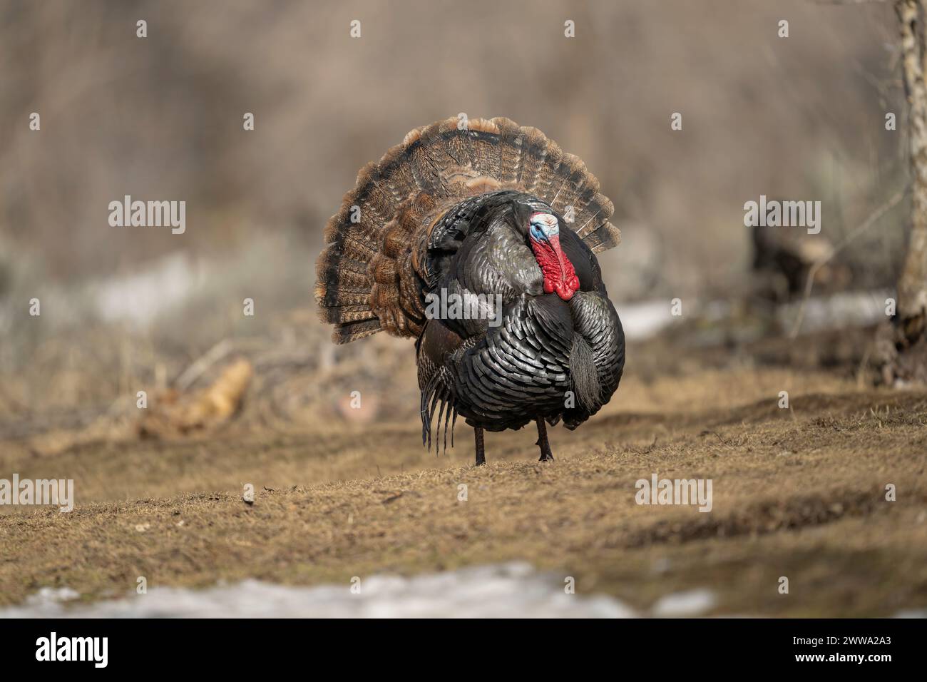 Male wild turkey meleagris hi-res stock photography and images - Alamy