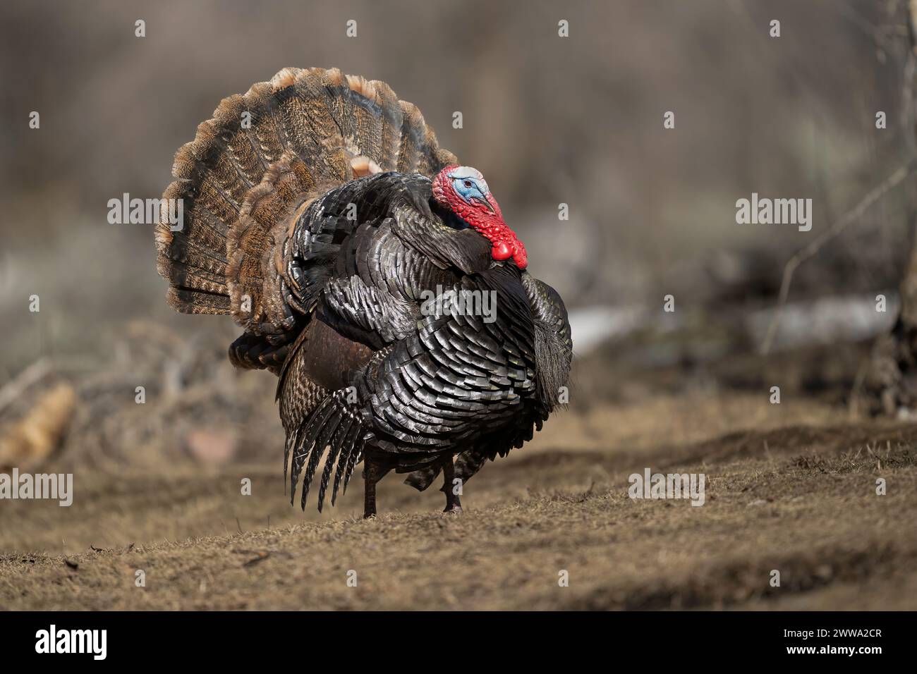Male wild turkey meleagris hi-res stock photography and images - Alamy