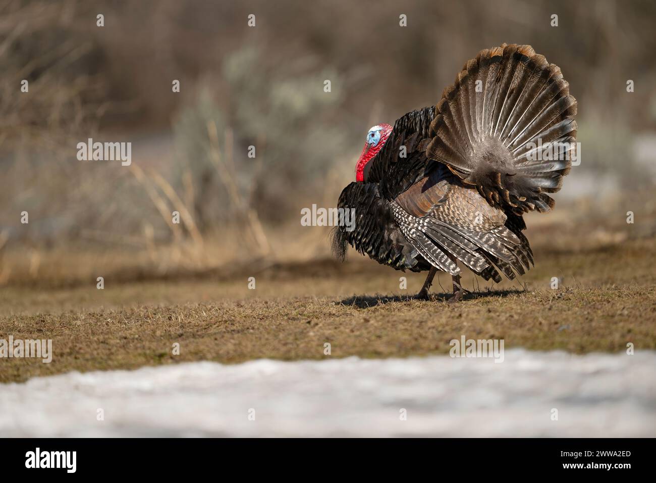 Wild Rio Grande turkey breeding display Stock Photo - Alamy