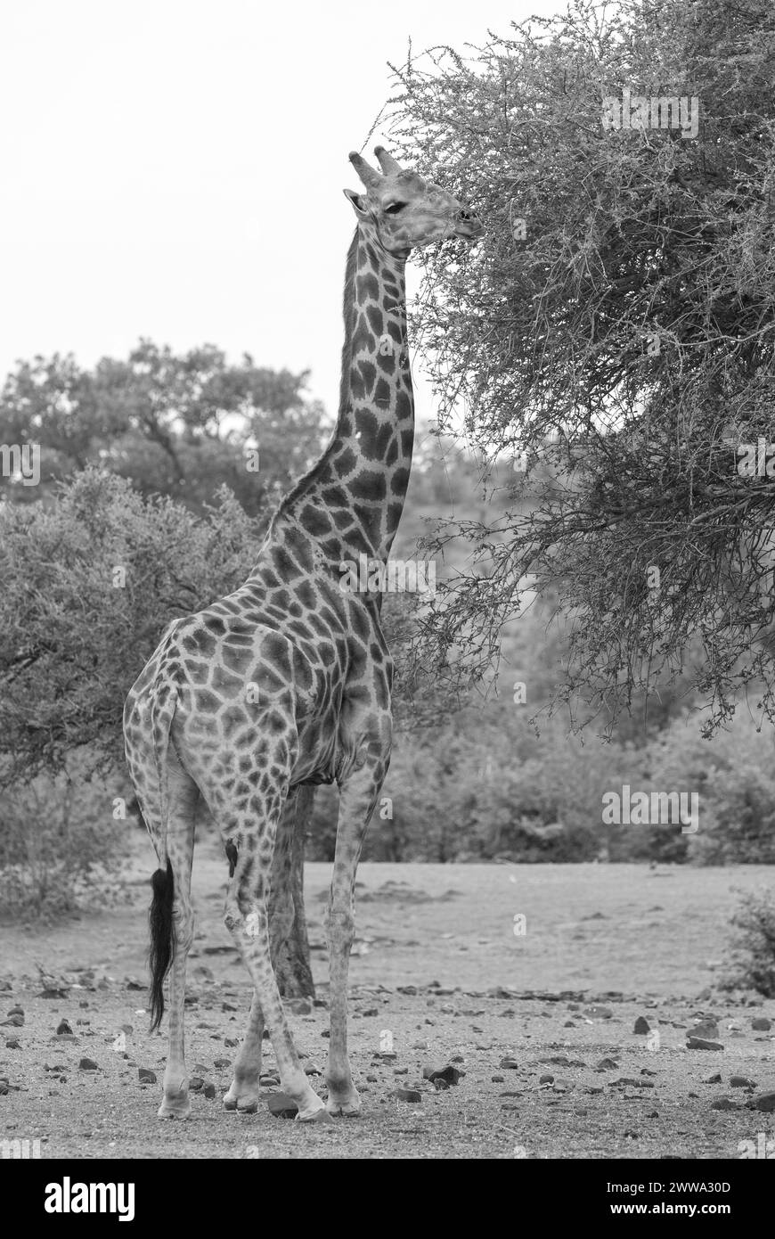 Giraffe reaching for leaves to eat in Botswana, Africa Stock Photo - Alamy