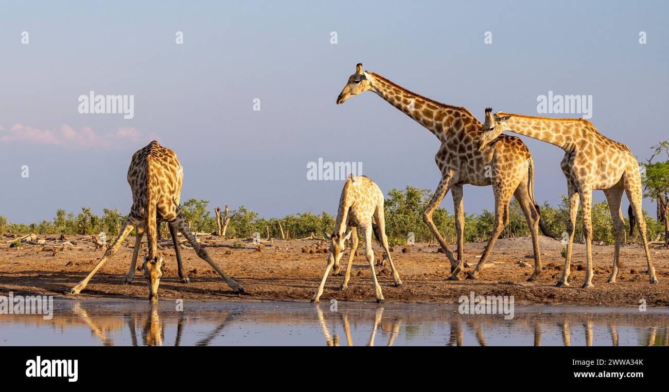 Giraffes drinking waterhole hi-res stock photography and images - Alamy