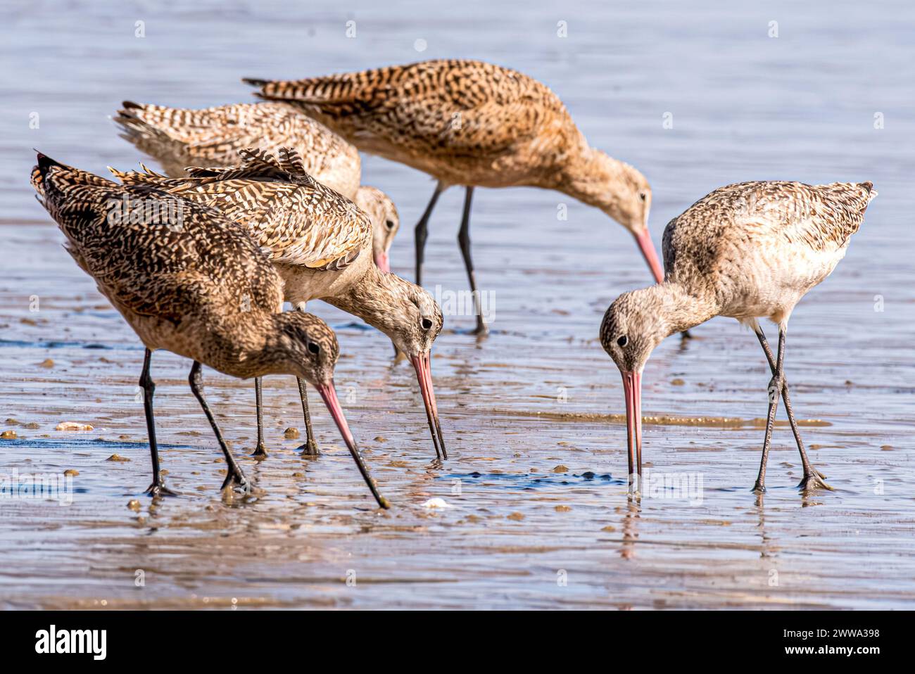 Marbled godwit using its beak to search for food on the sandy ...