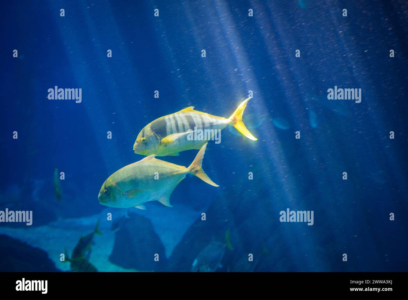 Golden kingfish hi-res stock photography and images - Alamy