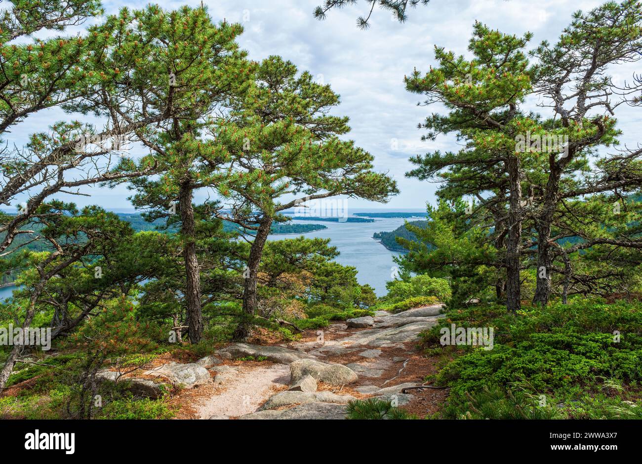 Scenic Coastal View Through Pine Trees. Acadia Mountain, Mount Desert ...