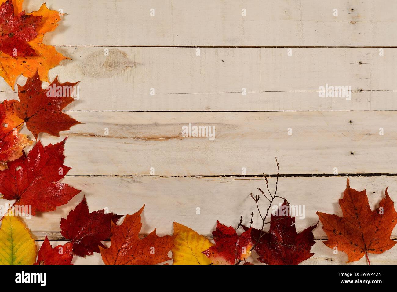 Fall leaves reddish on white wood board background with copy space ...