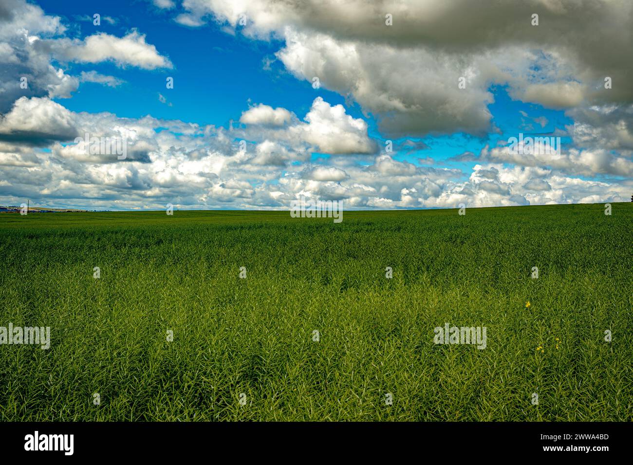 Lush green crop fields stretch to the horizon under a dramatic cloud ...