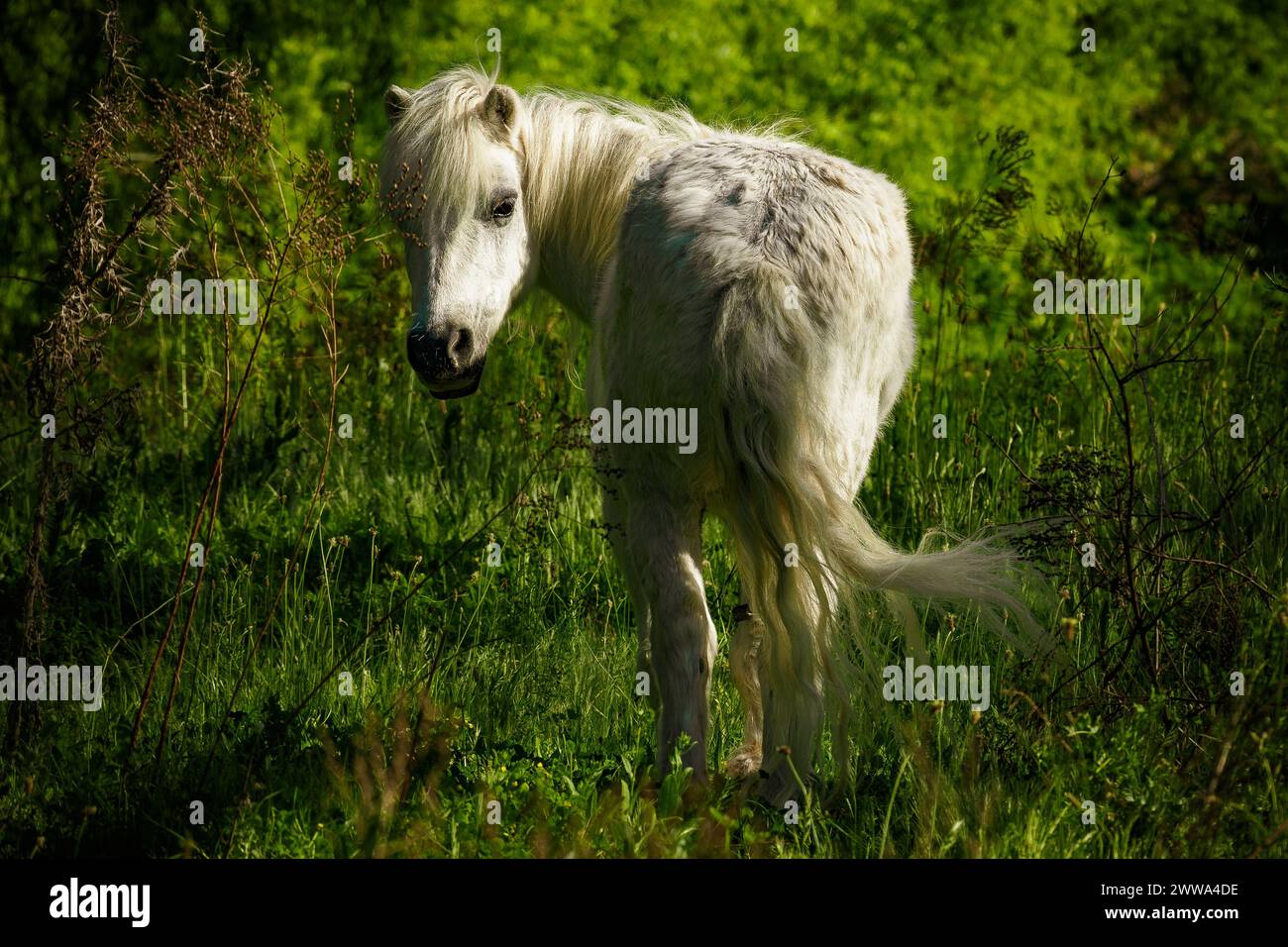 A wild white horse, mane flowing, stands in a lush green meadow, a ...