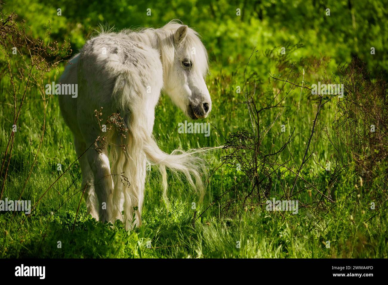 In a lush field of green, a single white horse explores with a soft ...