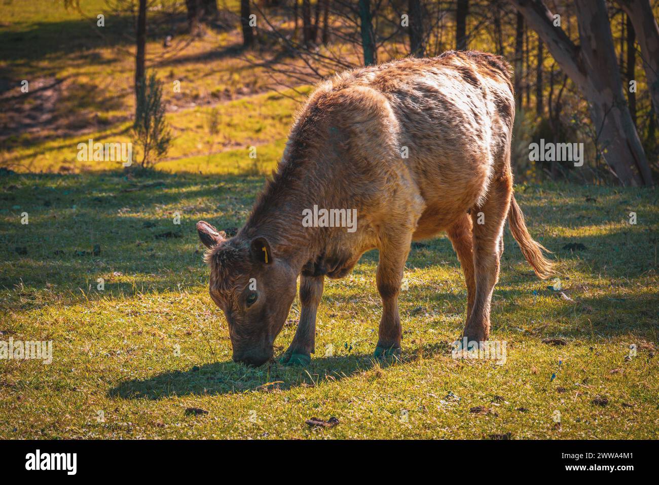 Brown cow peacefully grazing hi-res stock photography and images - Alamy