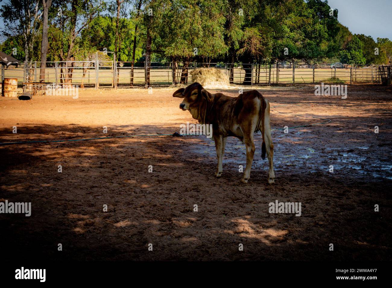A brown and white cow stands in a sun-drenched paddock, encapsulating ...