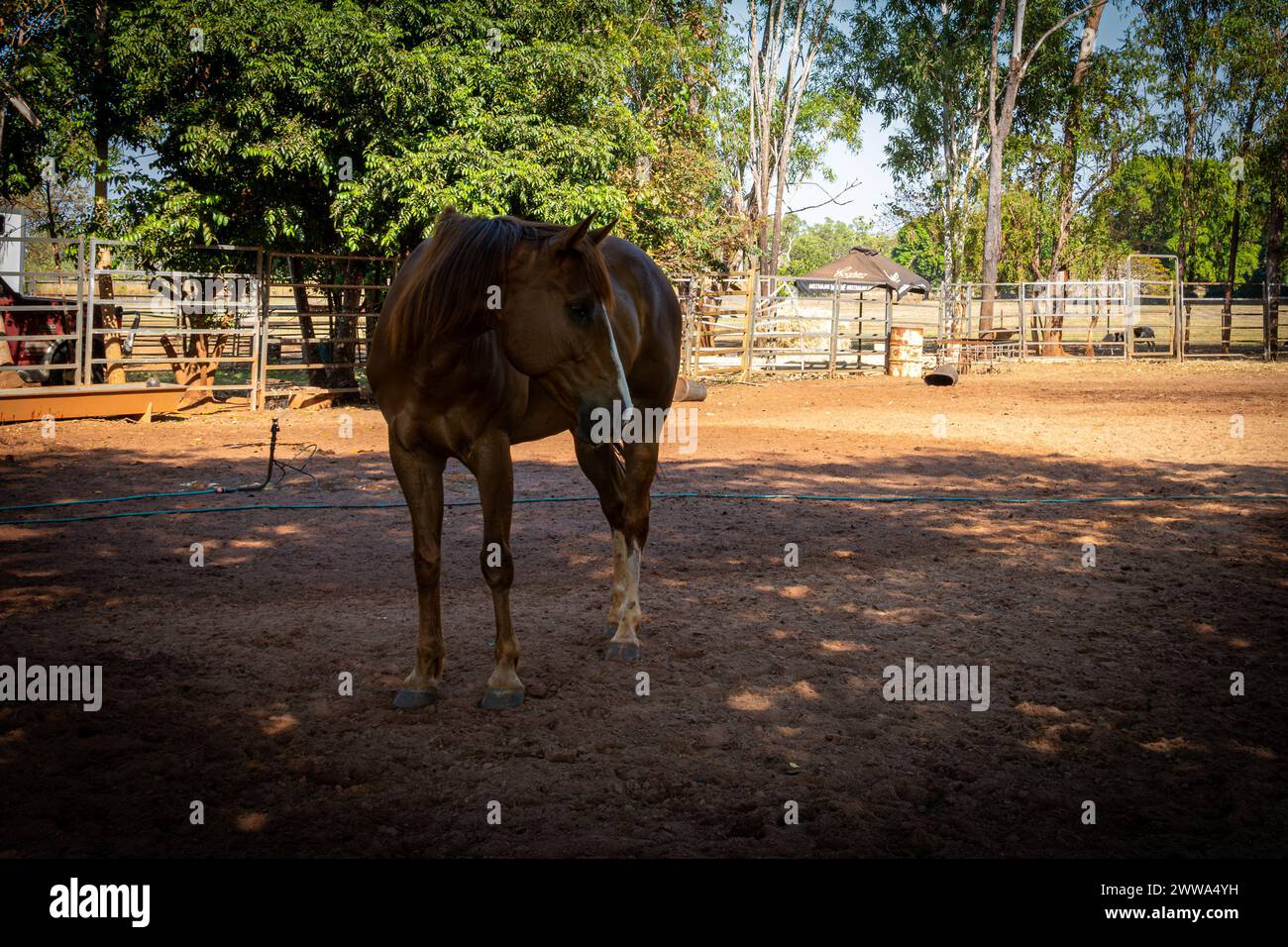 A curious horse in a dusty paddock gives a friendly gaze, surrounded by ...
