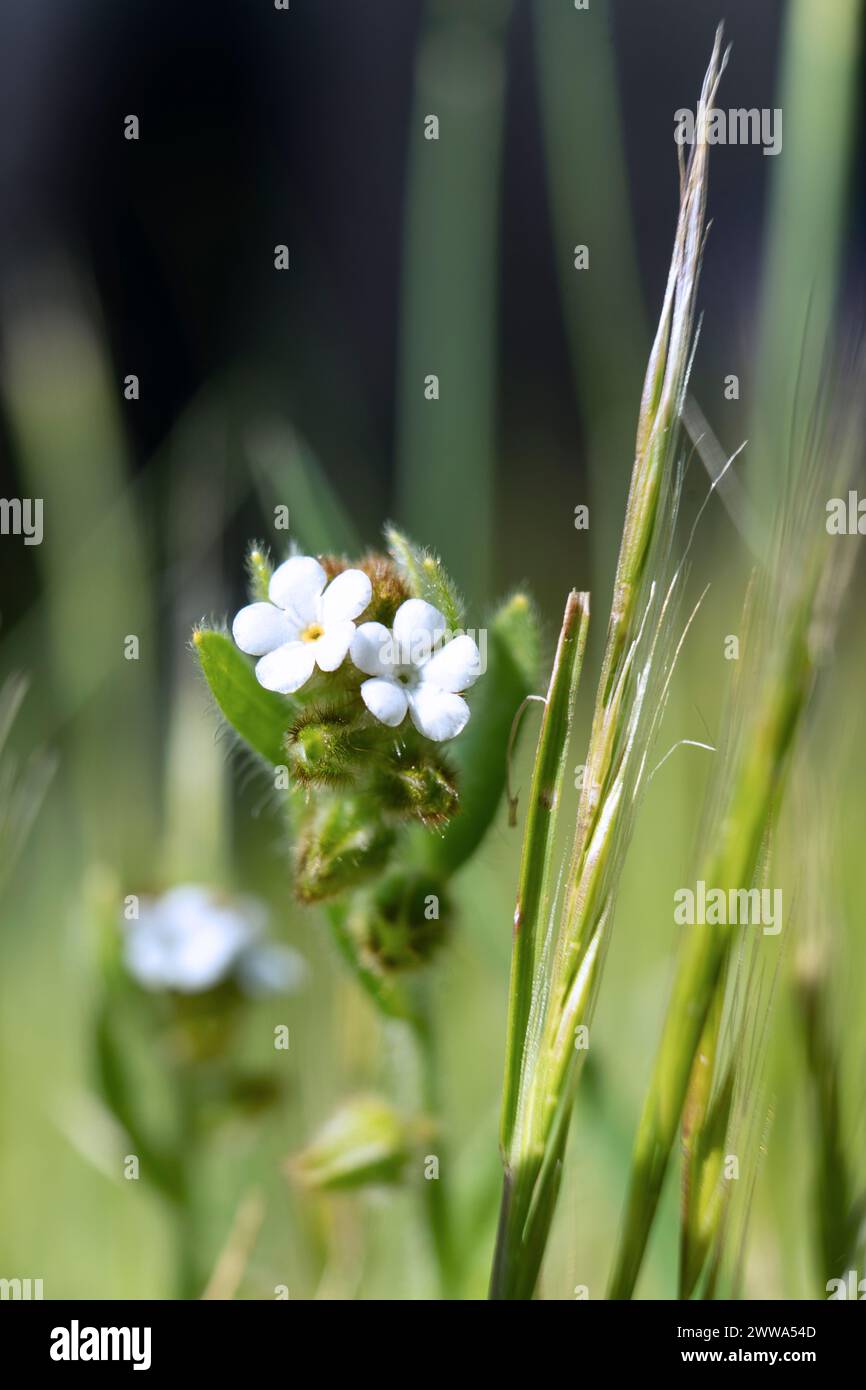 Popcorn flower, Casper Regional Wilderness, California Stock Photo - Alamy