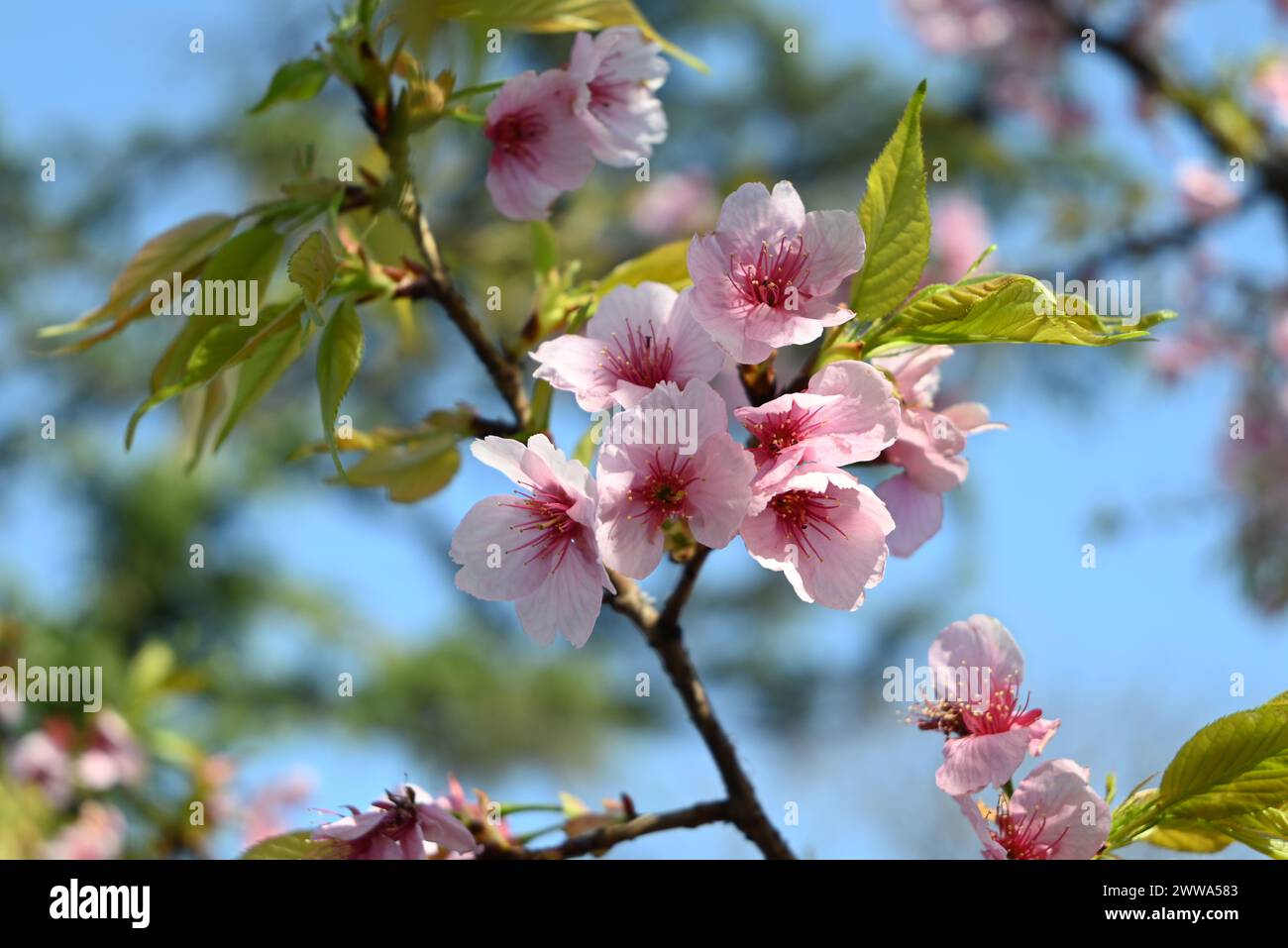 Spring day in sakura hi-res stock photography and images - Alamy