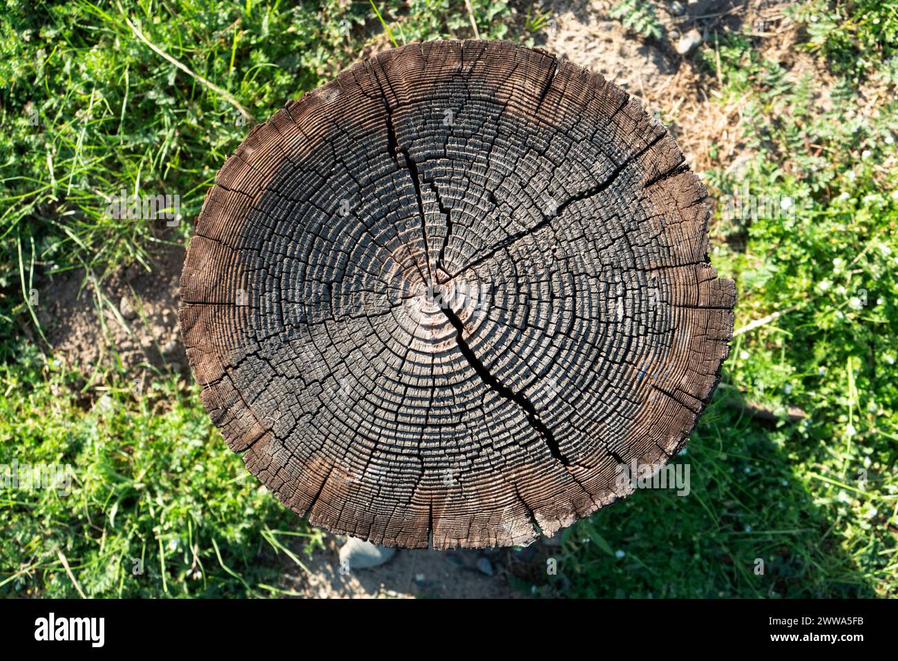 Overhead view of stump showing tree rings with grass background Stock ...