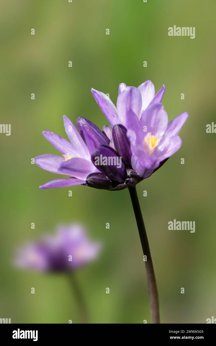 A close-up on the wild hyacinth flowers during spring bloom Stock Photo ...