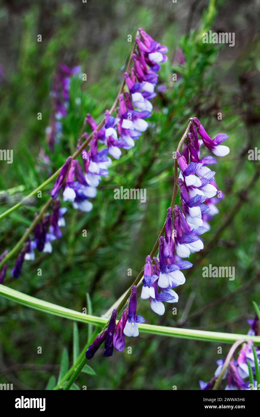 Purple and white hairy vetch flowers during spring bloom in southern ...