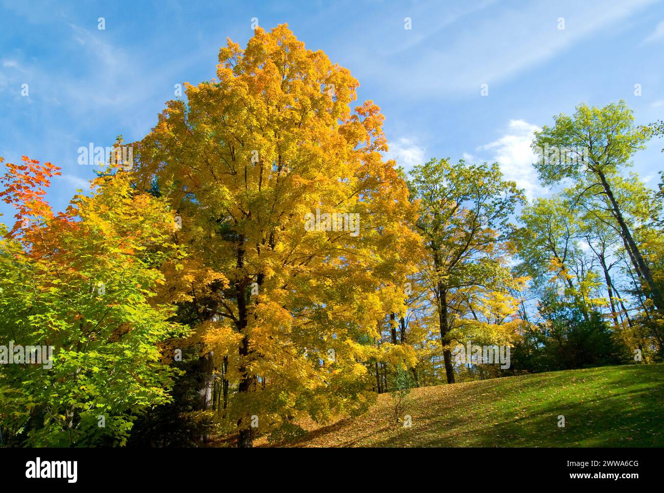 fall colors in northern Wisconsin - USA Stock Photo - Alamy