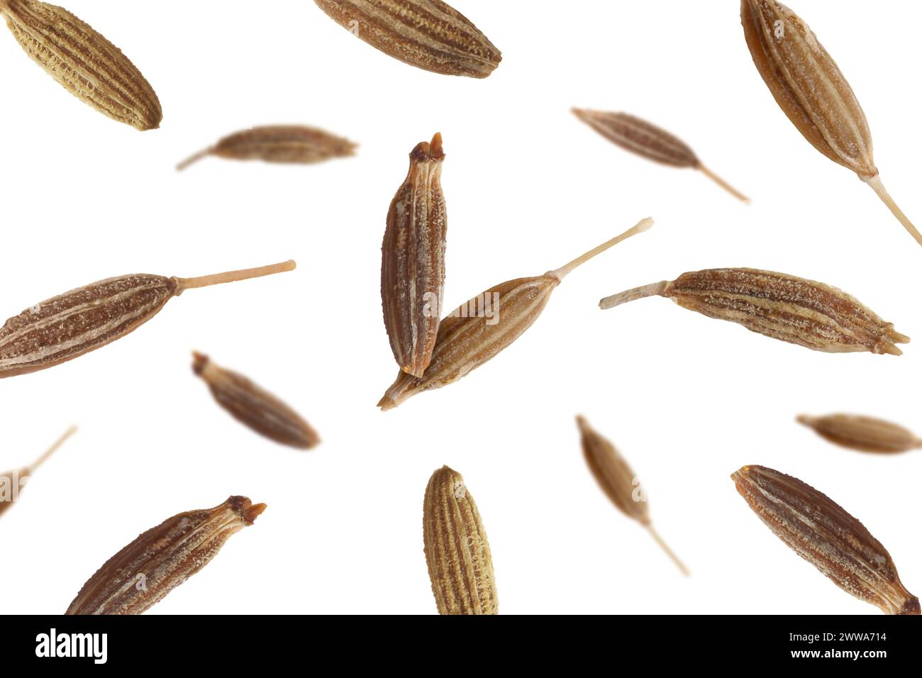 Many cumin seeds falling on white background Stock Photo - Alamy