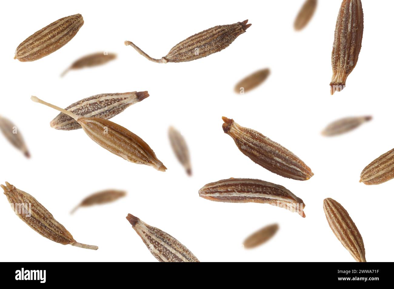 Many cumin seeds falling on white background Stock Photo - Alamy