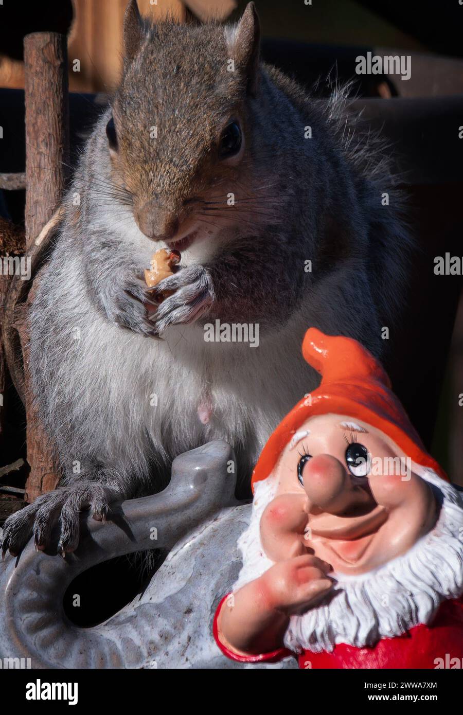 A Squirrel finds a peanut on the backyard deck Stock Photo - Alamy