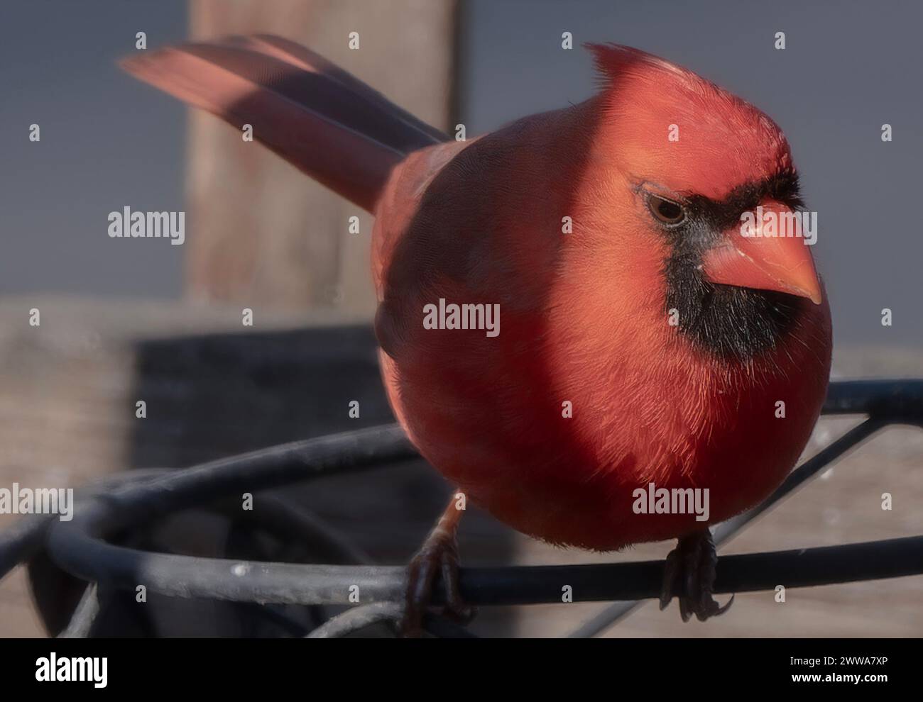 Male Northern Cardinal on the backyard deck Stock Photo - Alamy