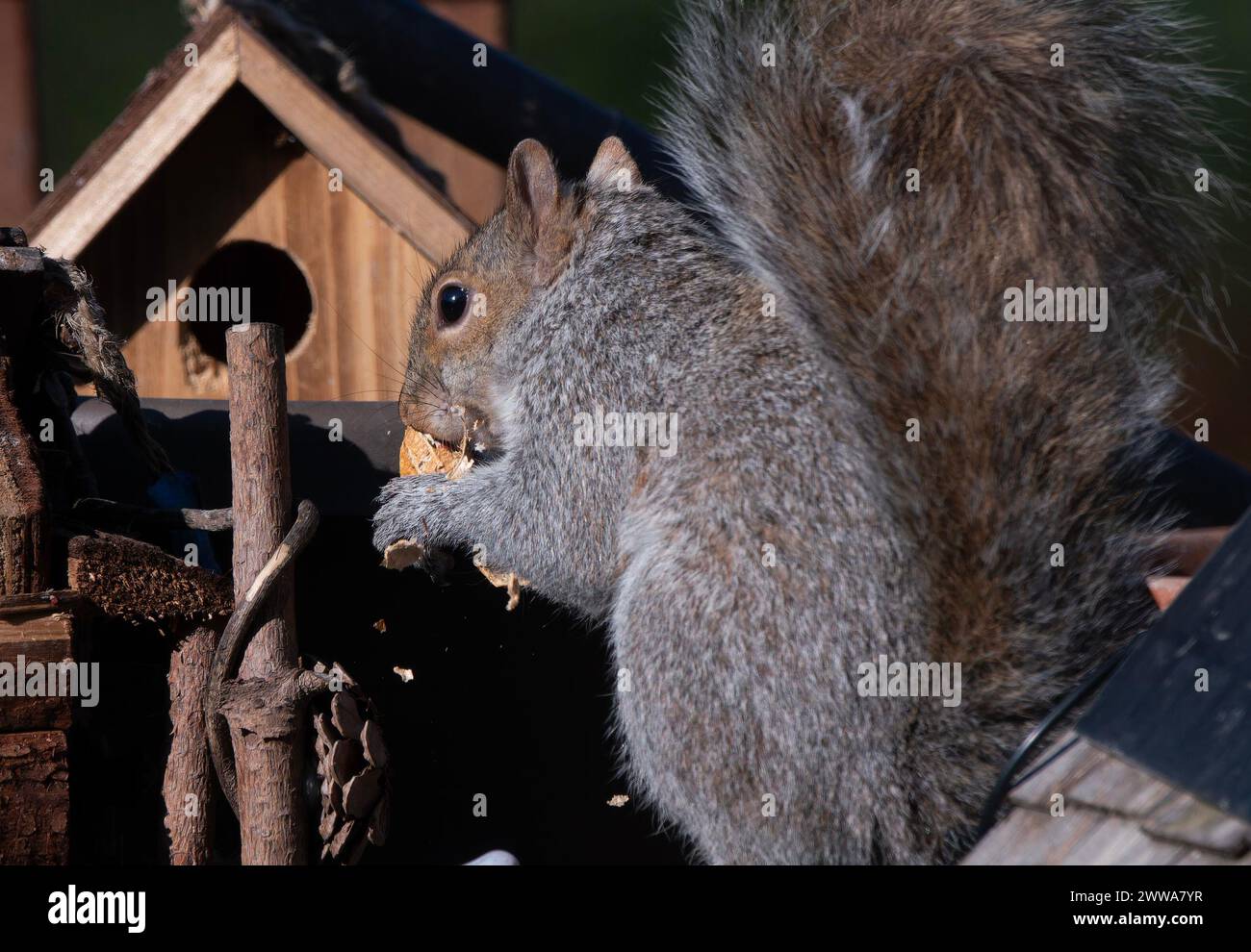 A Squirrel finds a peanut on the backyard deck Stock Photo - Alamy