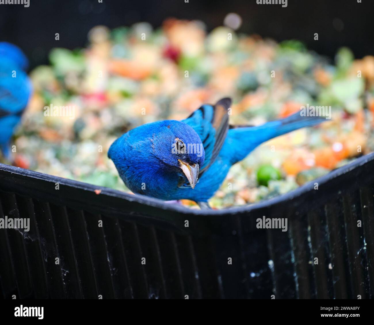 Blue jay bird flying in hi-res stock photography and images - Alamy