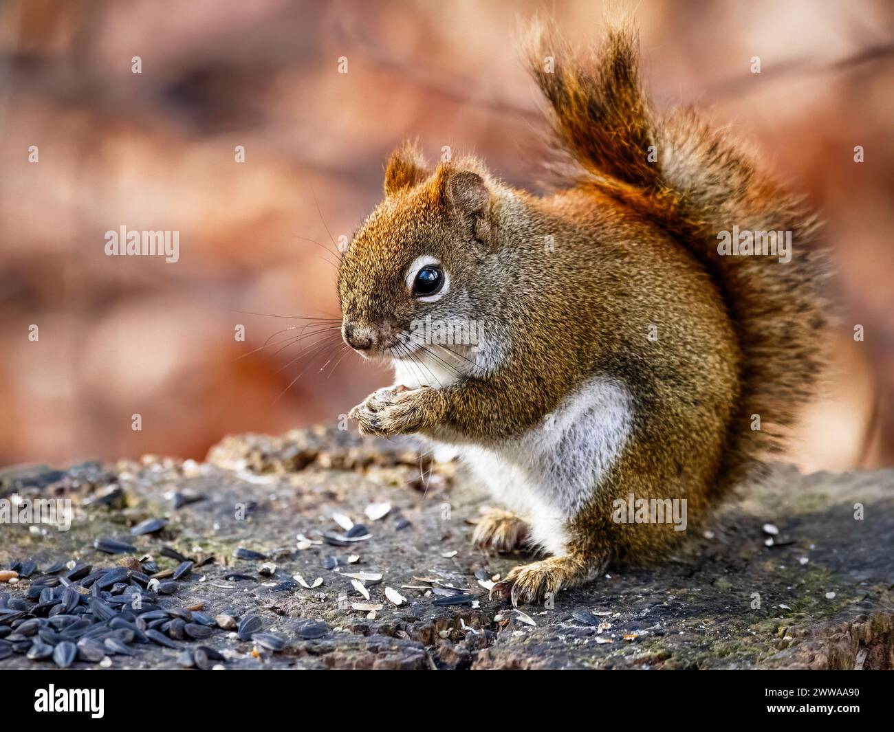 An American Red Squirrel also known as a Pine Squirrel is standing on an old tree stump and ...