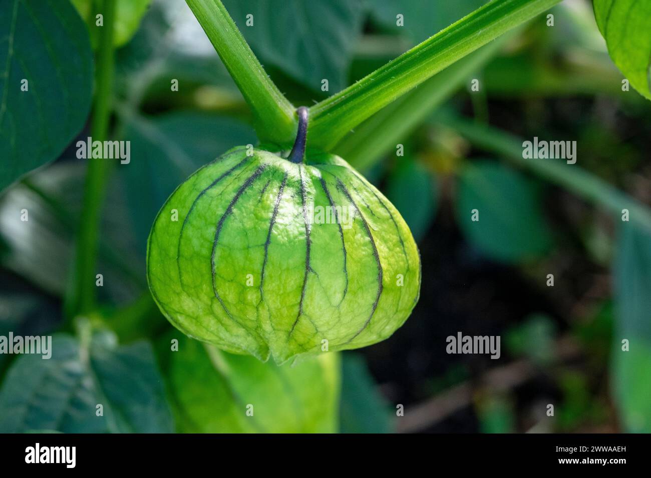 Ripening tomatillos, also known as Mexican husk tomatoes Stock Photo ...