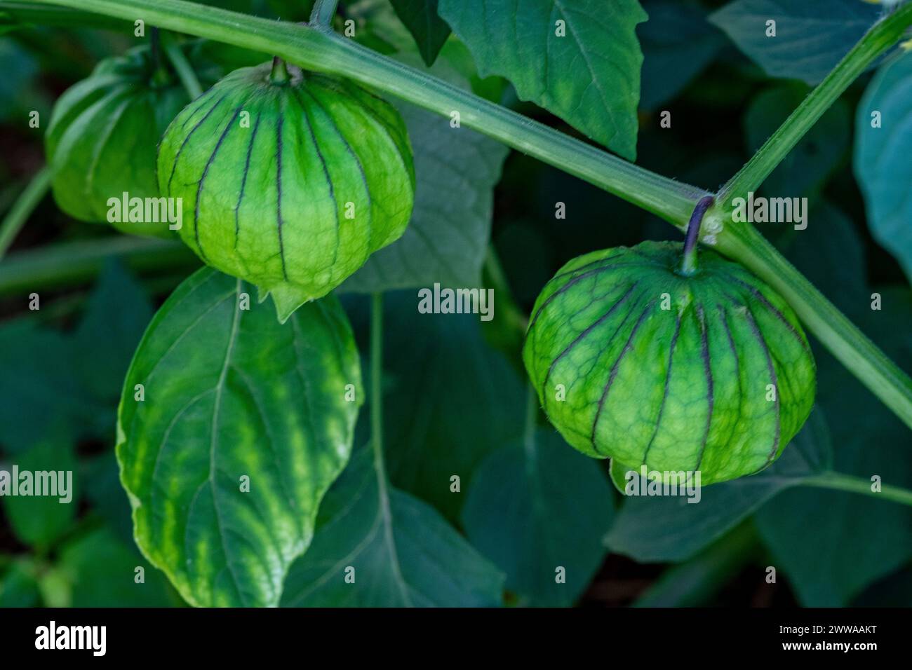 Ripening tomatillos, also known as Mexican husk tomatoes Stock Photo ...