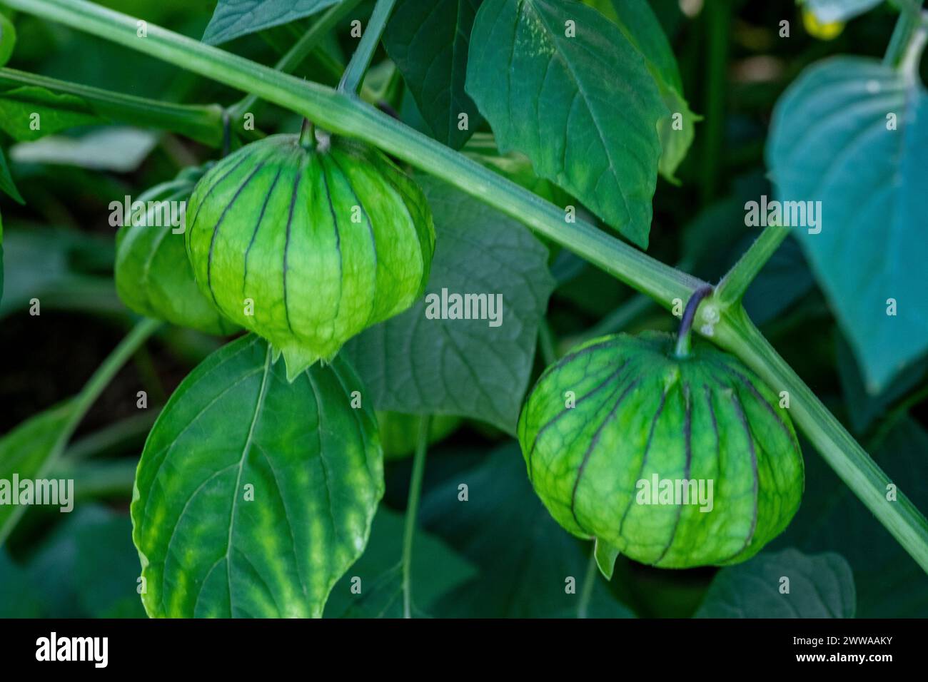 Ripening tomatillos, also known as Mexican husk tomatoes Stock Photo ...