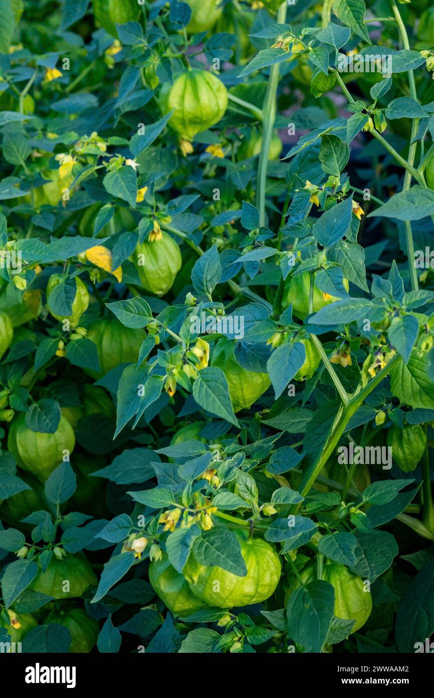 Ripening tomatillos, also known as Mexican husk tomatoes Stock Photo ...