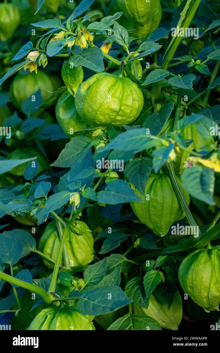 Ripening tomatillos, also known as Mexican husk tomatoes Stock Photo ...