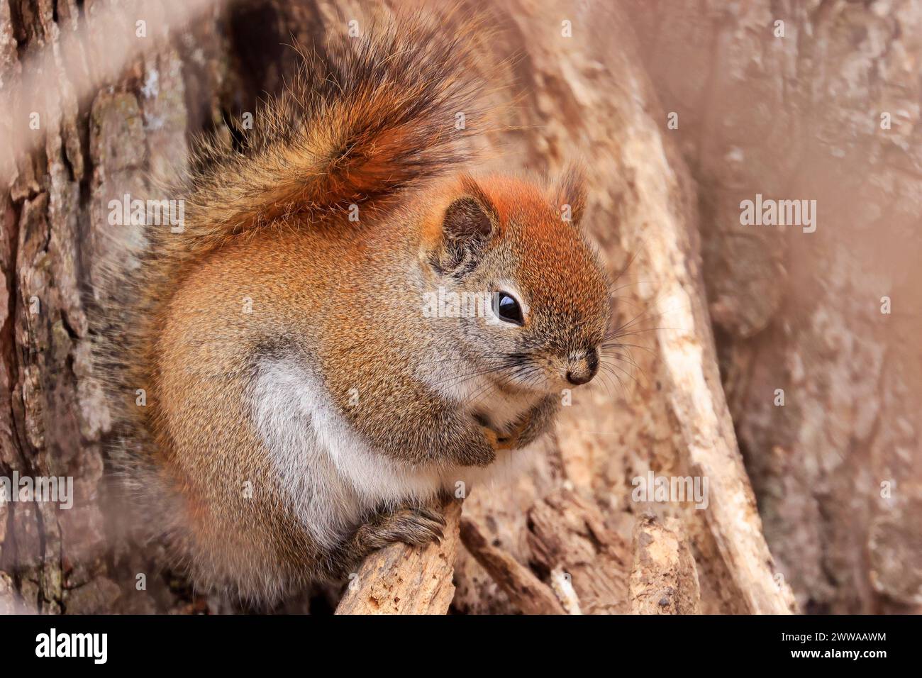 Curious red squirrel on hi-res stock photography and images - Alamy