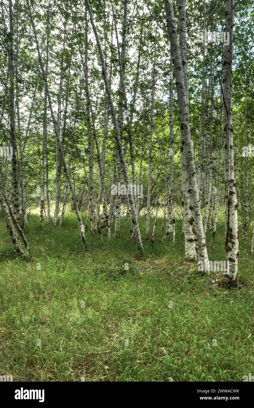 Group of birch trees hi-res stock photography and images - Alamy