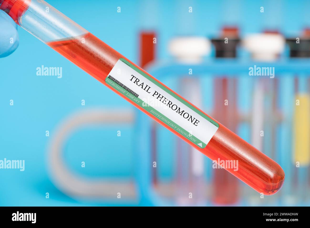 Ants pheromone trail hi-res stock photography and images - Alamy