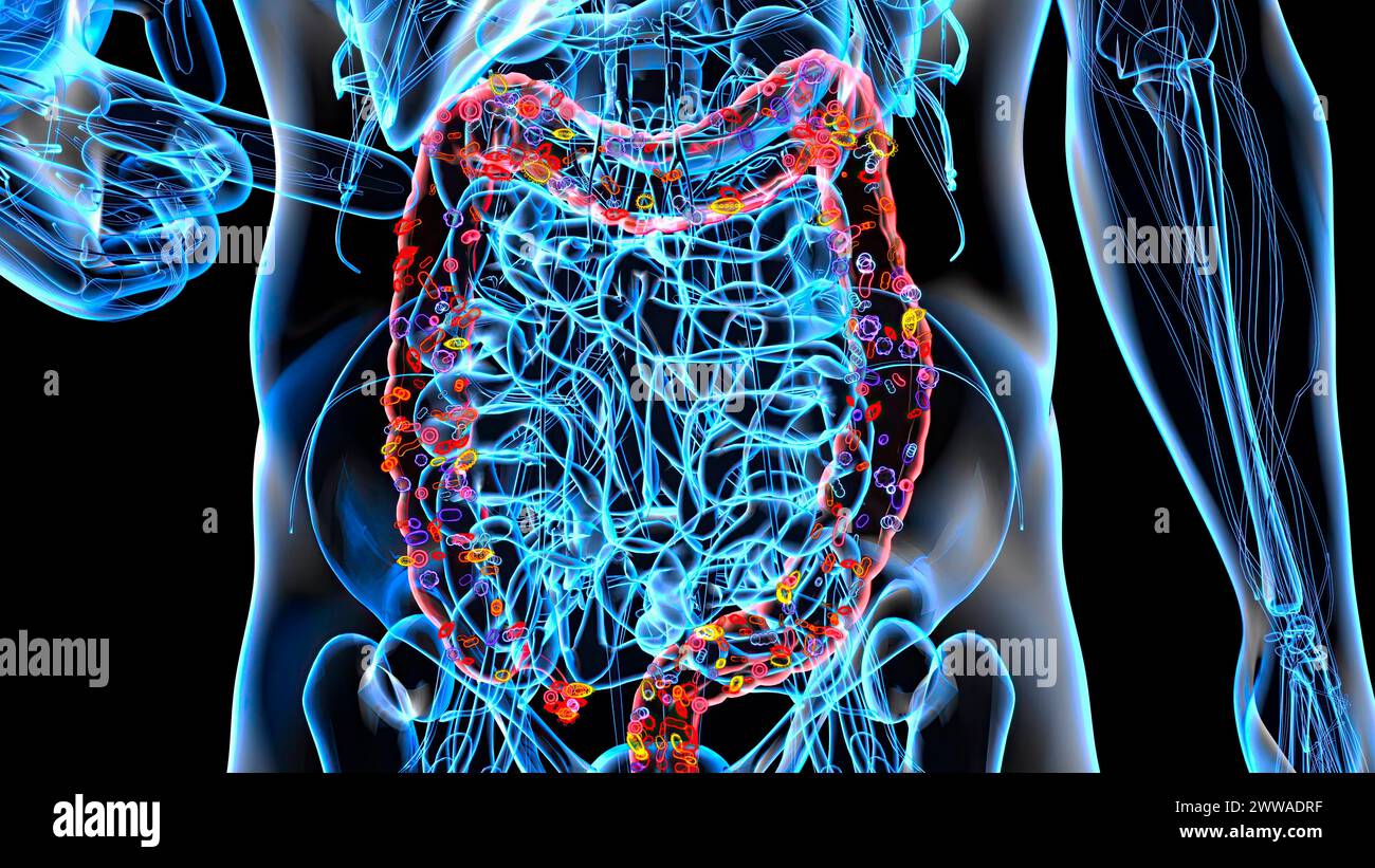 Intestinal microbiota, conceptual illustration Stock Photo - Alamy