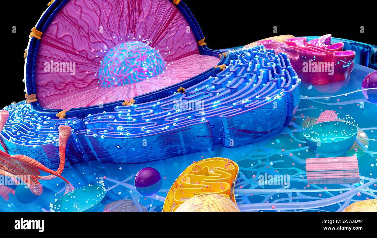 Illustration of the structure of an animal cell. The cell nucleus is ...