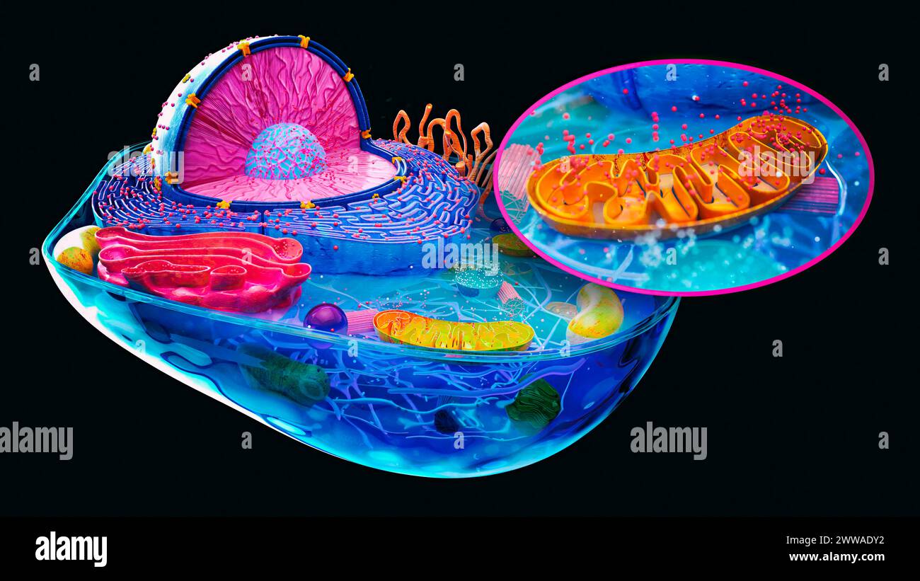 Illustration of an animal cell with an inset of a mitochondrion (brown ...
