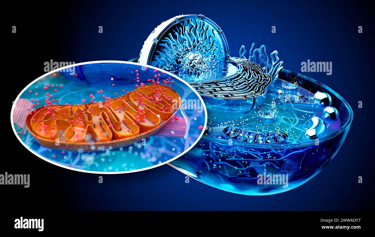 Illustration of an animal cell with an inset of a mitochondrion (brown ...