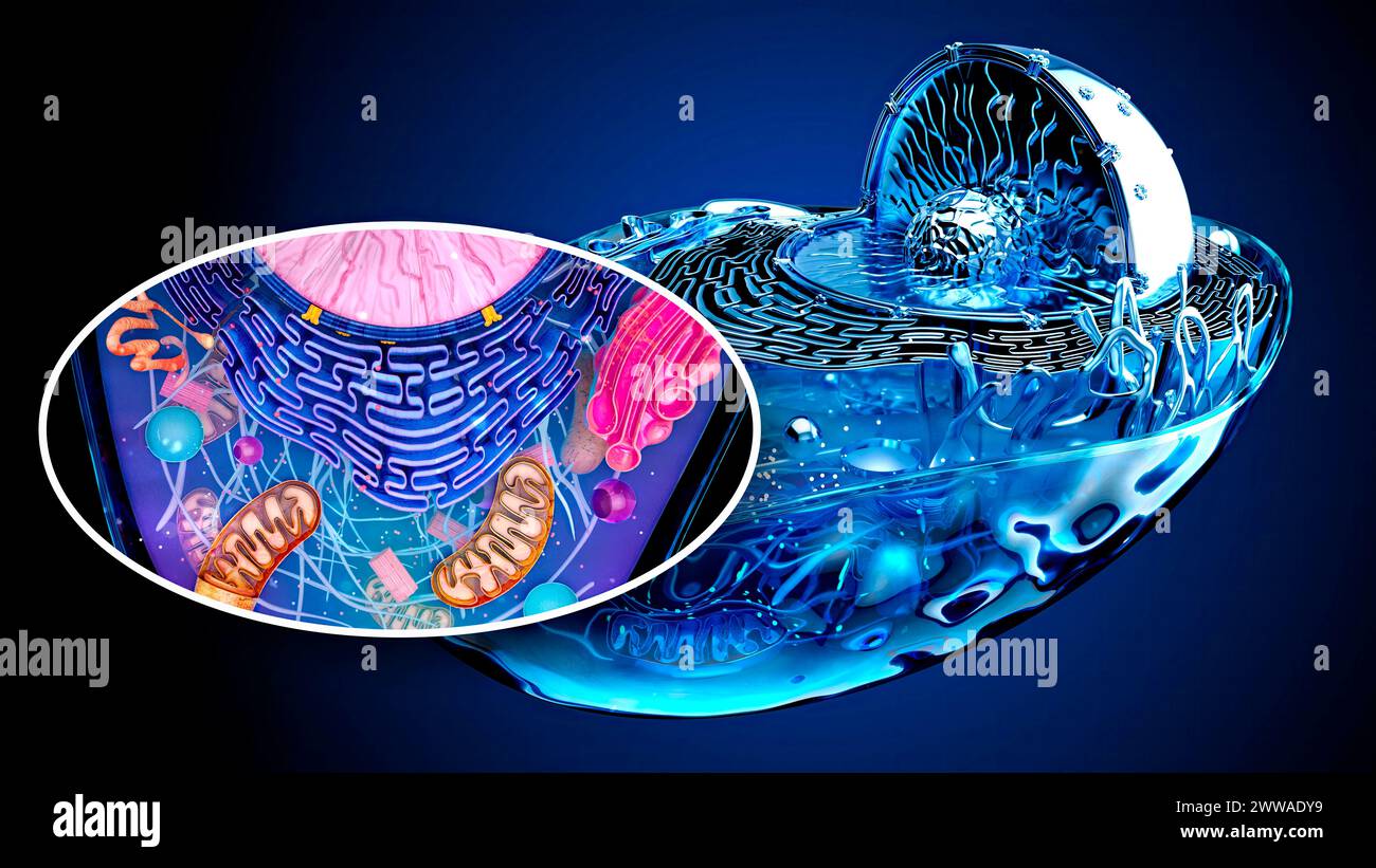 Animal body components hi-res stock photography and images - Alamy