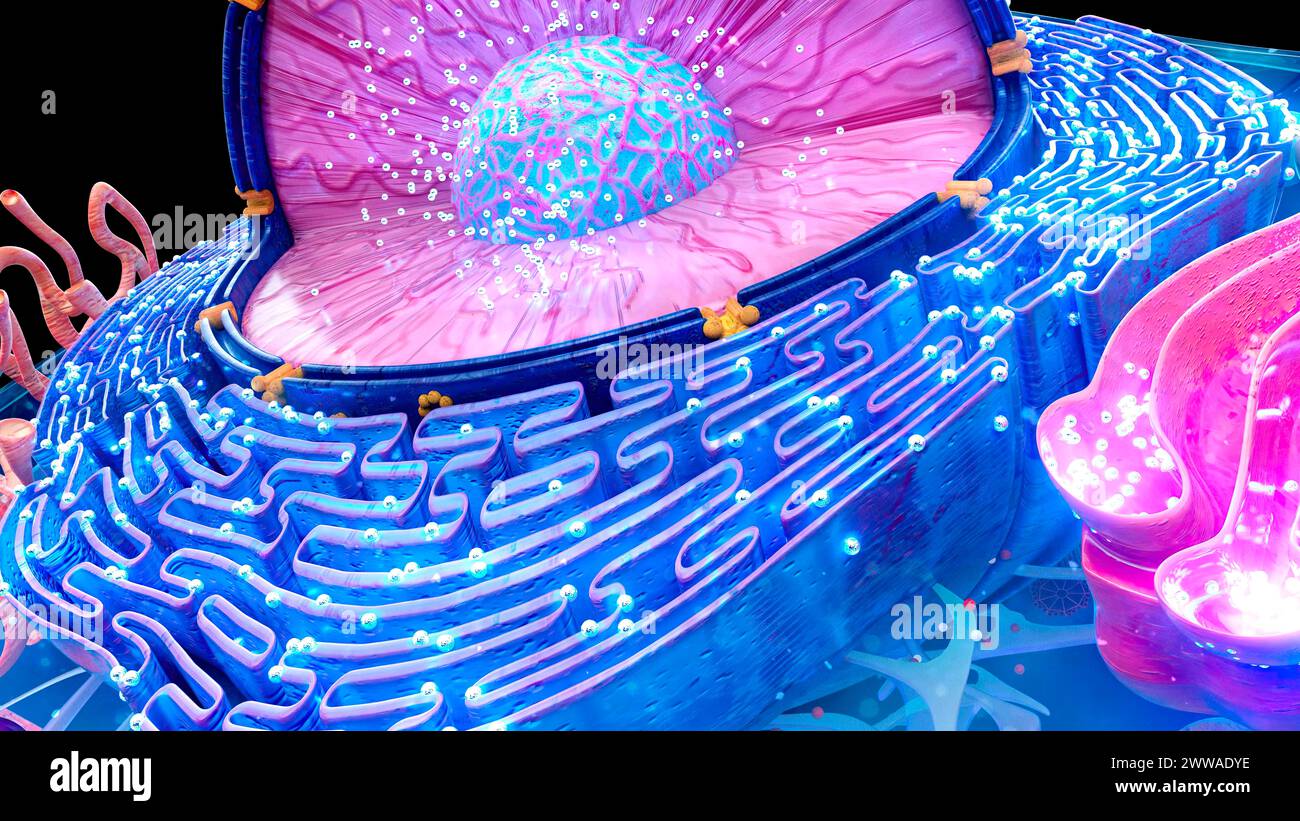 Illustration of the structure of an animal cell. The cell nucleus is ...