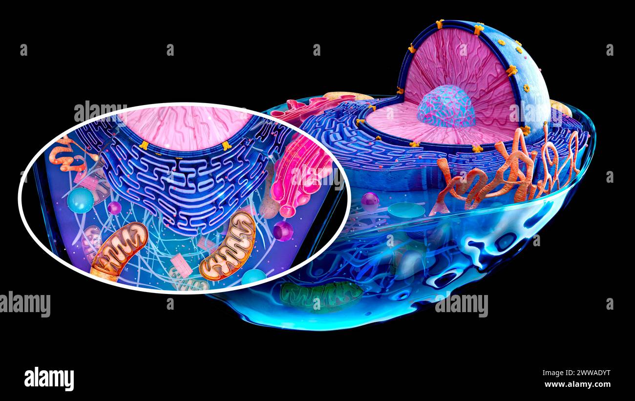 Animal cell, illustration Stock Photo - Alamy