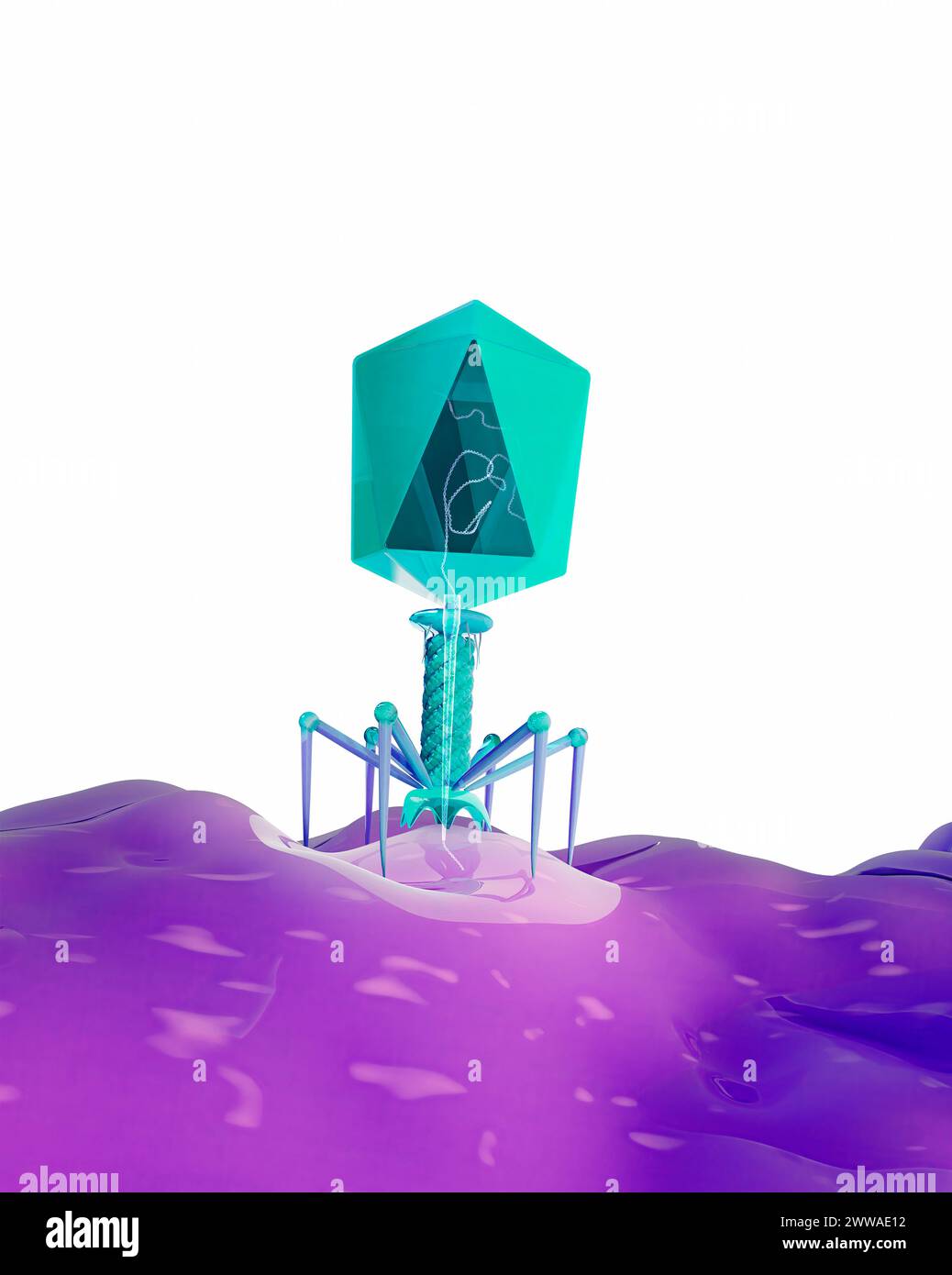 Illustration of an Escherichia virus T4 bacteriophage on an E. coli bacterium. The bacteriophage ...